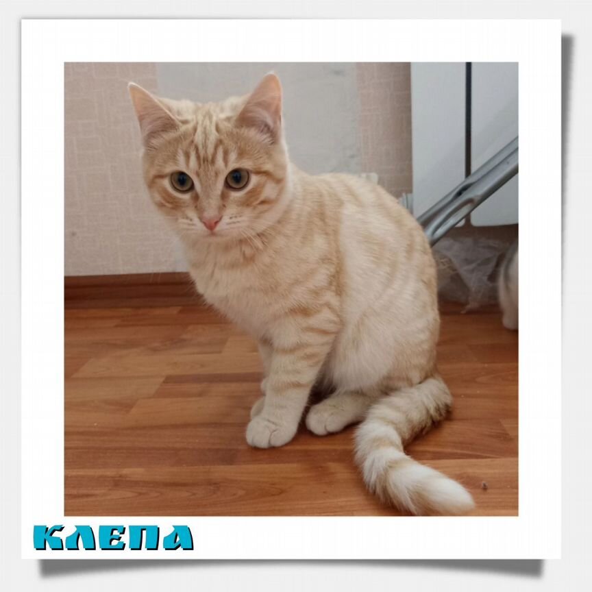 Котенок
