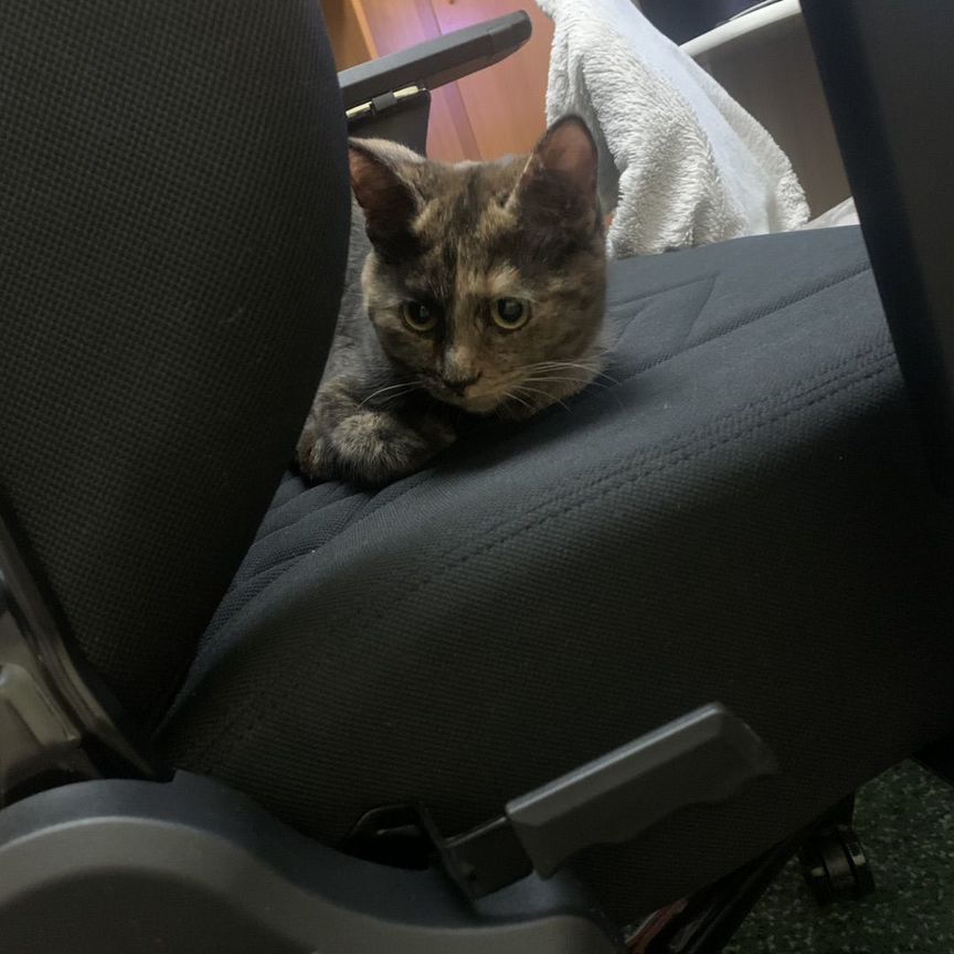 Кошки в добрые руки бесплатно