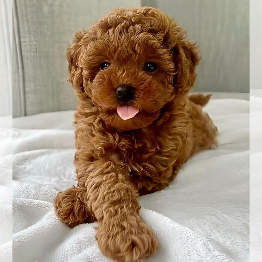 Той-пудель, щенок