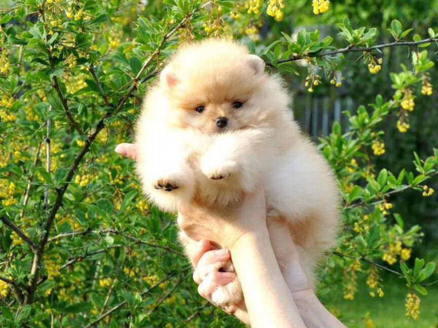 Продам щенка шпица