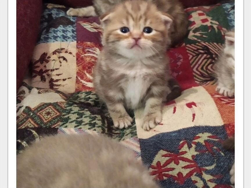 Шотландские котята