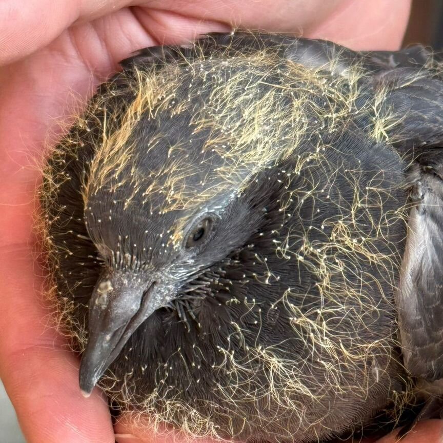 Голуби Хогвартца