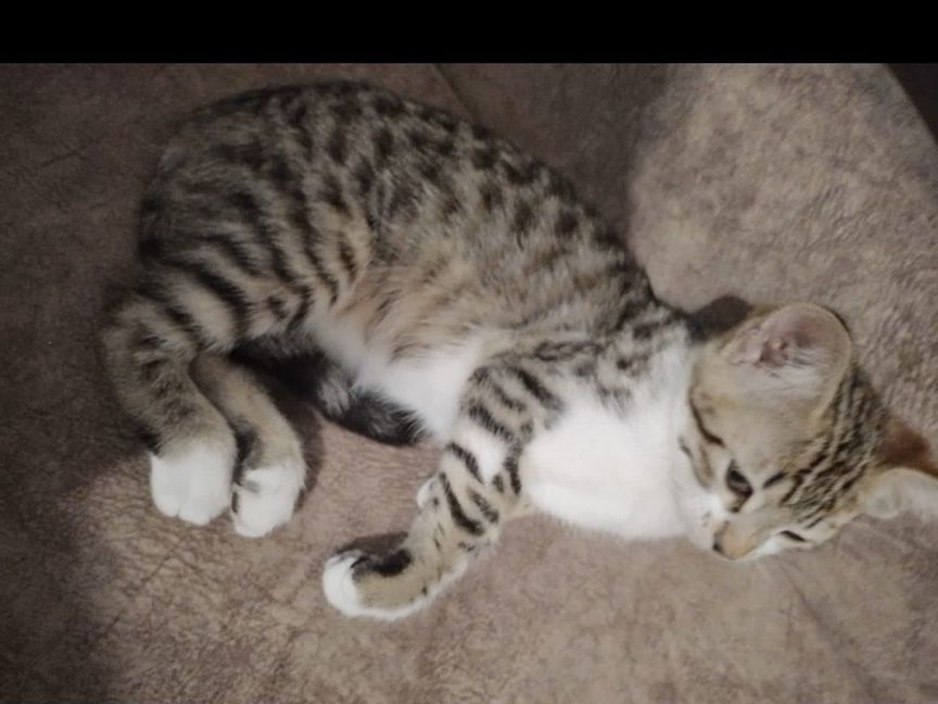 Кошка