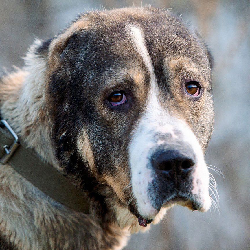 Алабай из приюта бесплатно в добрые руки