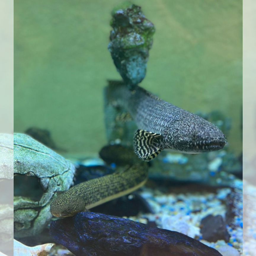 Полиптерус орнатипинис