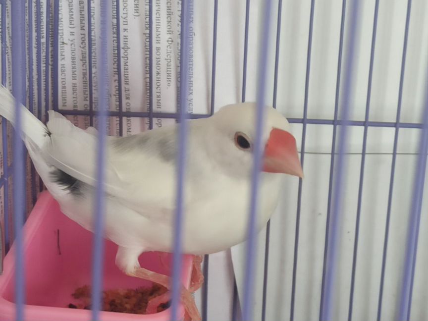 Рисовые амадины