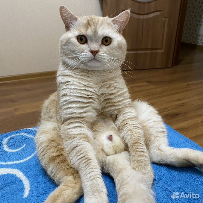 Кот шотландец скотиш страйт на вязку