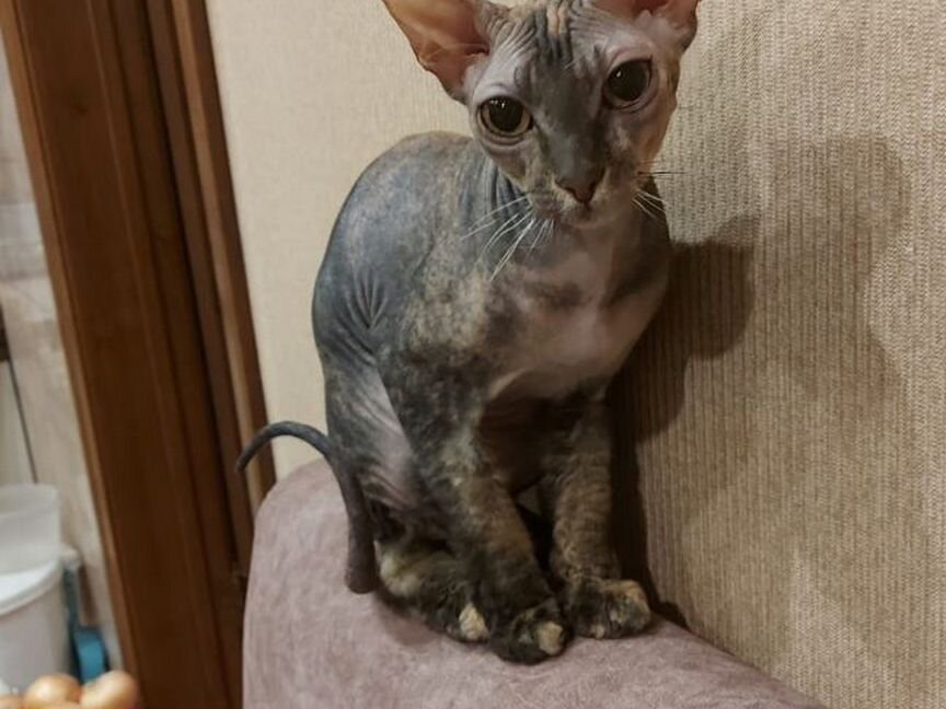 Кошечка Донской сфинкс