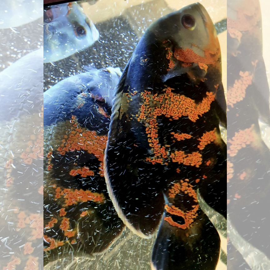 Астронотус