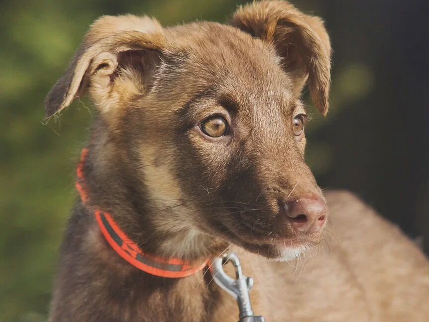 Щенок девочка в добрые руки бесплатно