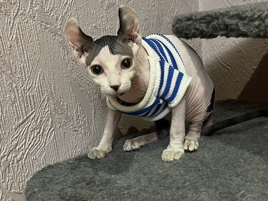 Котенок девочка сфинкс эльф 3 месяца
