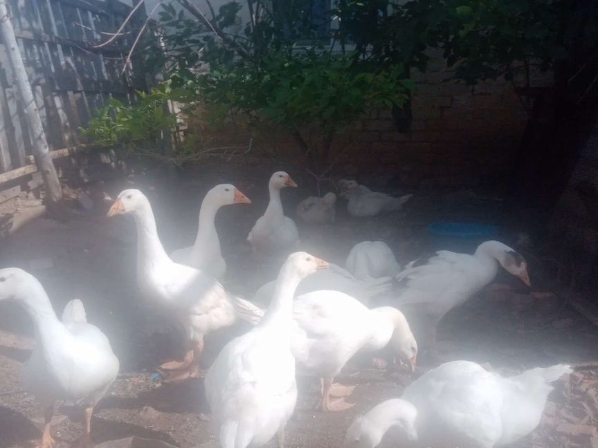 Гуси гусята индюшки
