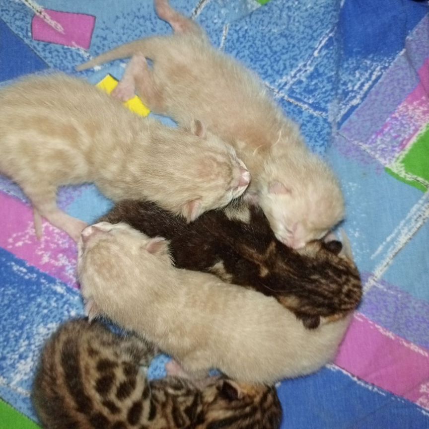Бенгальские котята