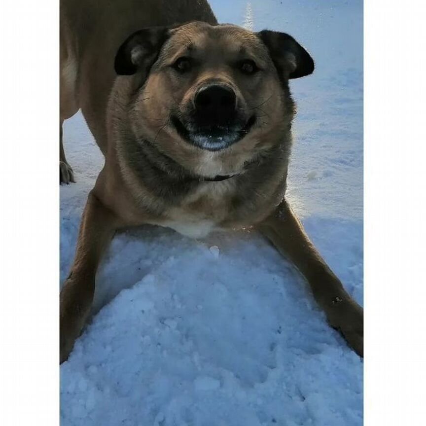 Лайка, взрослый пёс