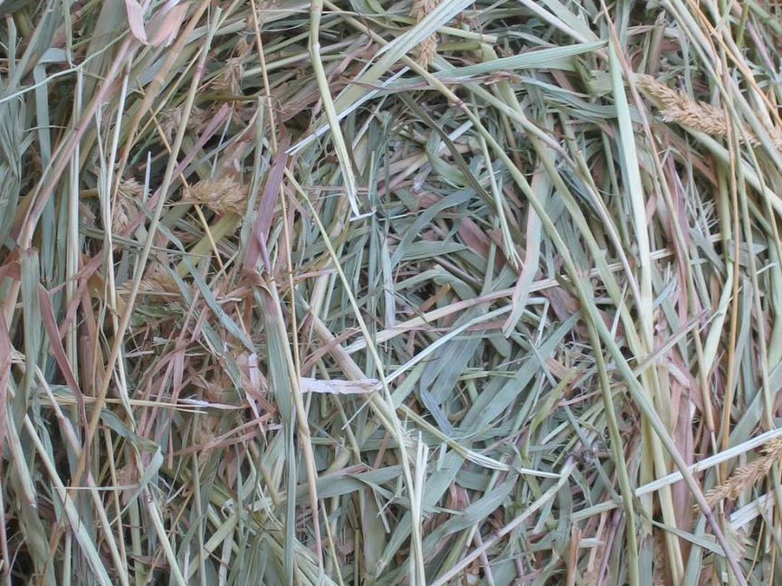 Сено в тюках