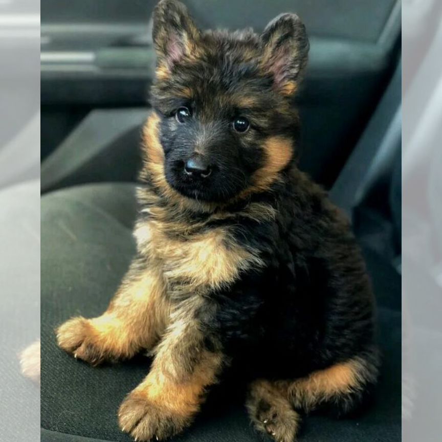 Немецкая овчарка, щенок