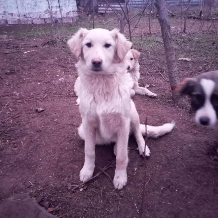 Спасите щенка из Донецка