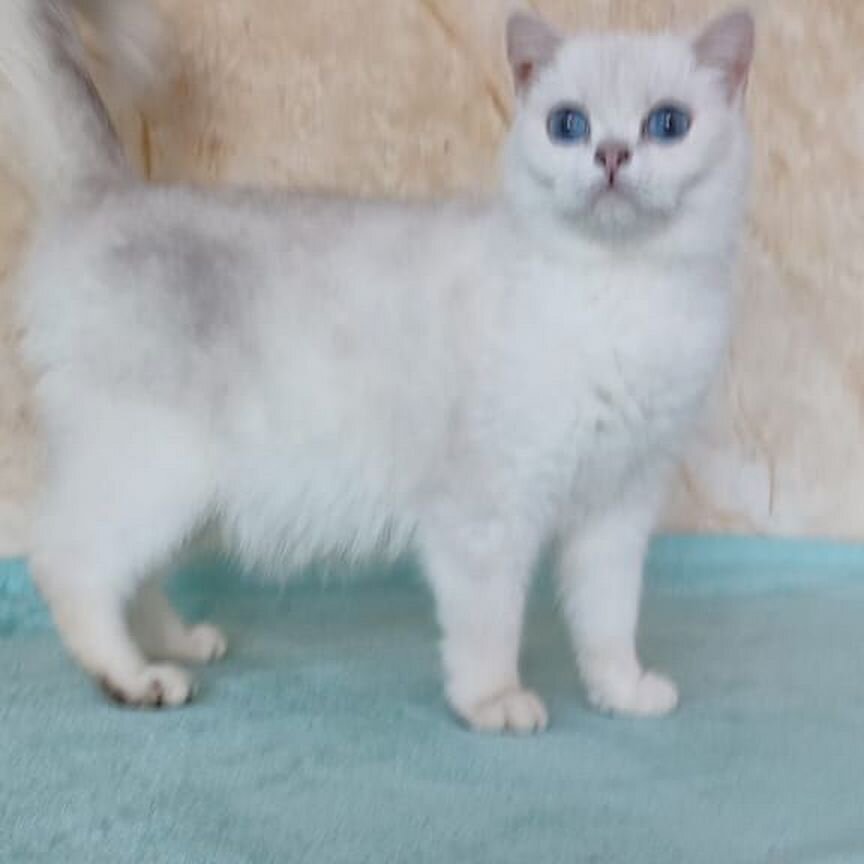 Британская шиншилла