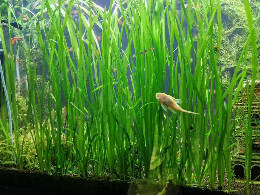 Валлиснерия