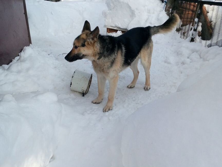 Помесь овчарки