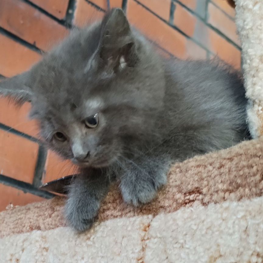 Котёнок в добрые руки