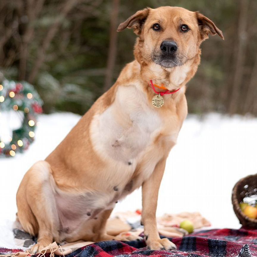 Взрослая собака в добрые руки