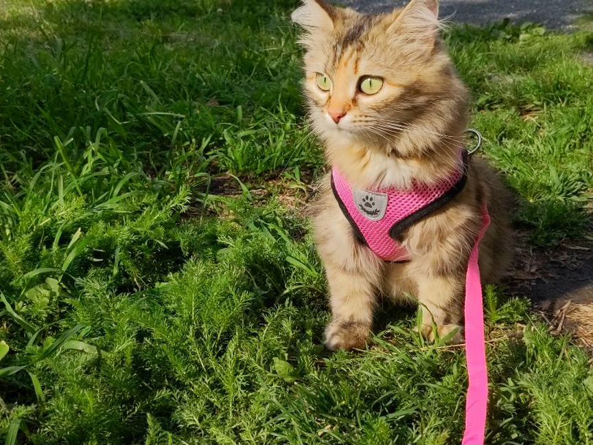 Кошечка