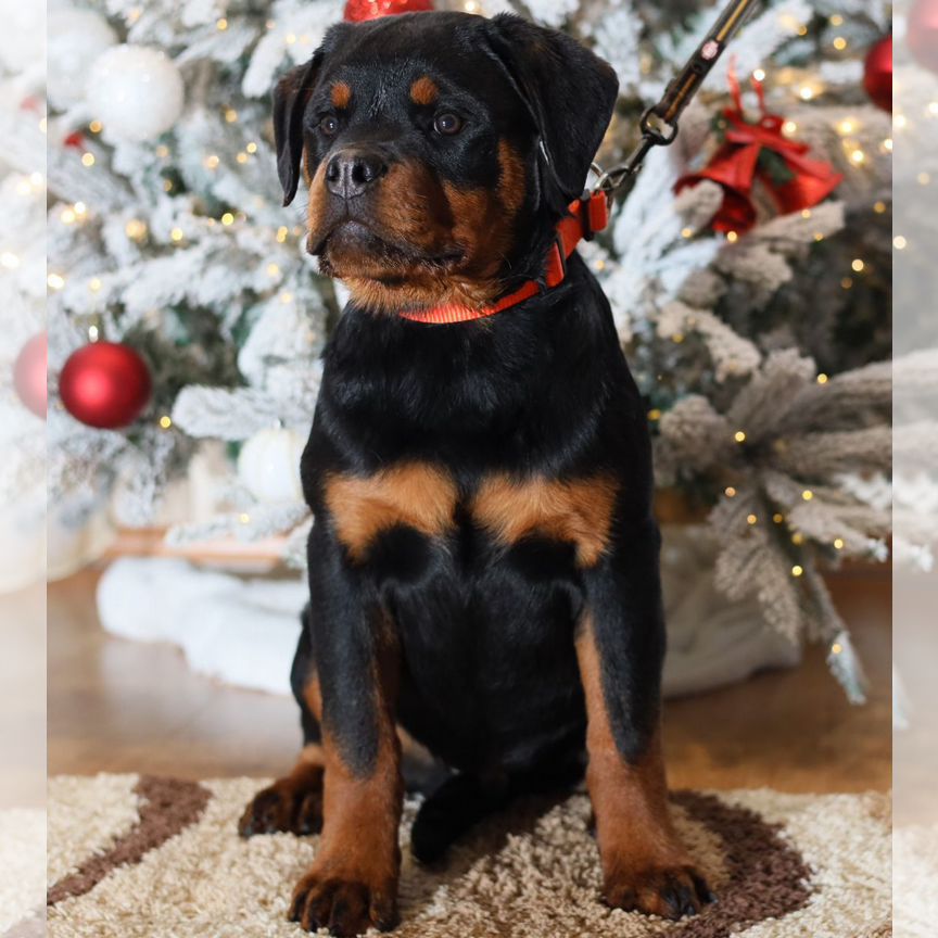 Ротвейлер, щенок