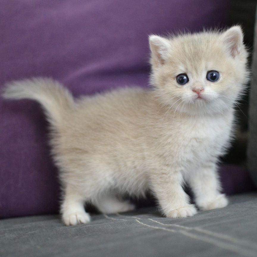 Британский короткошёрстный котёнок