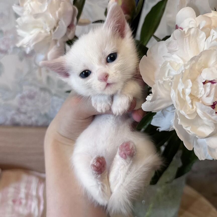 Котёнок в добрые руки