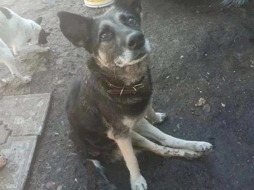 Кто возьмёт собаку инвалида