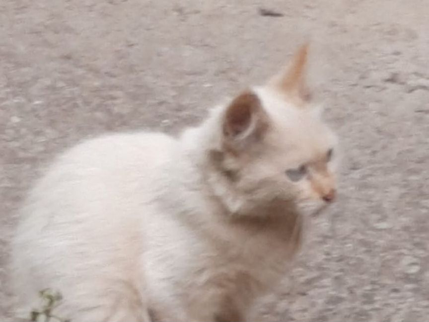 Нужна помощь котëнку