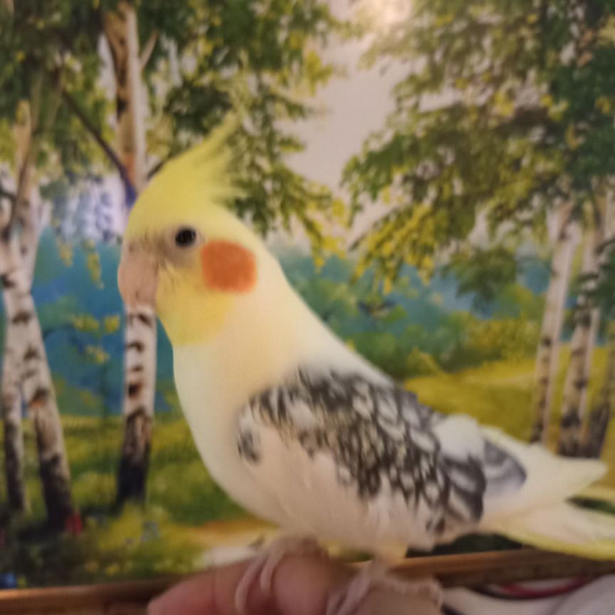 Попугай корелла