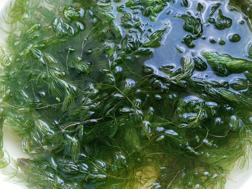 Роголистник. Аквариумное растение