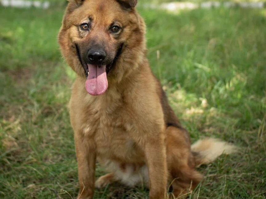 Умный послушный пес живет в приюте