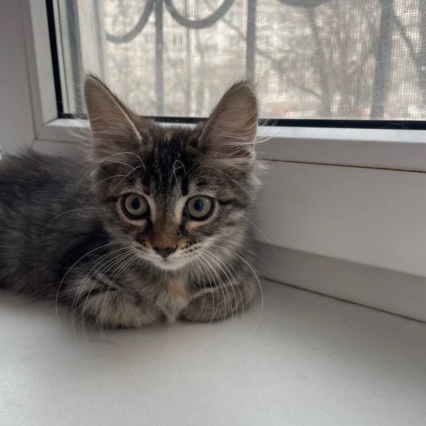 Котенок в добрые руки