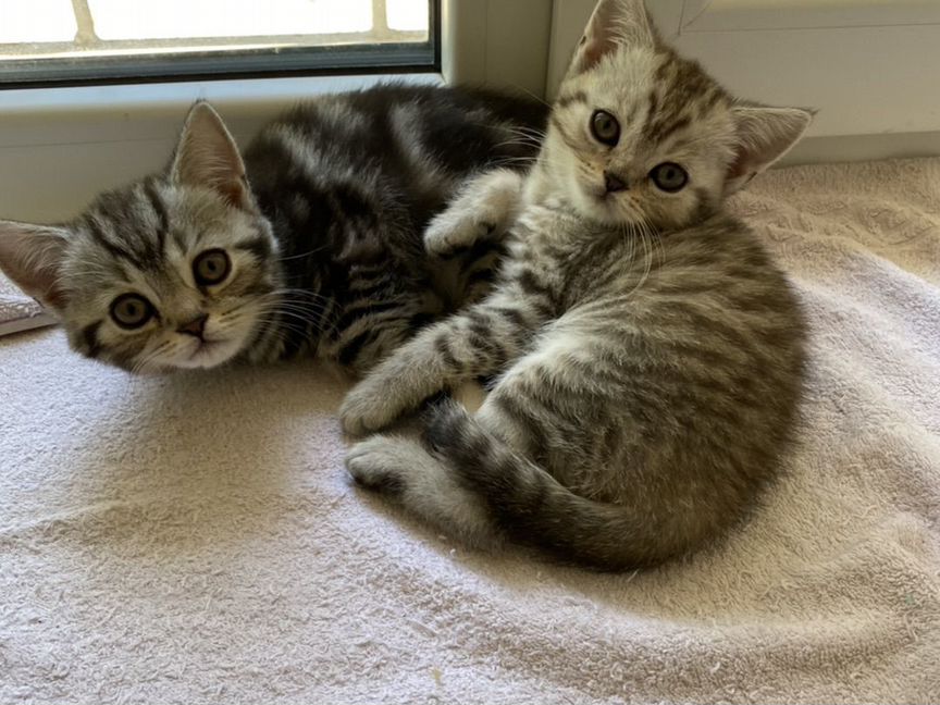 Шотланская кошка