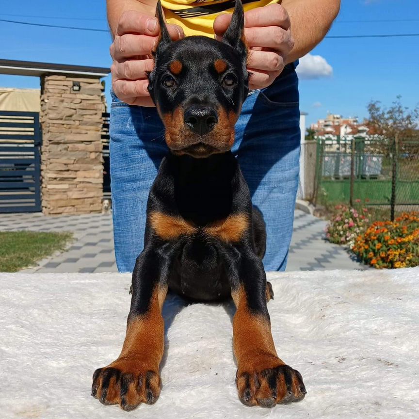 Щенки добермана