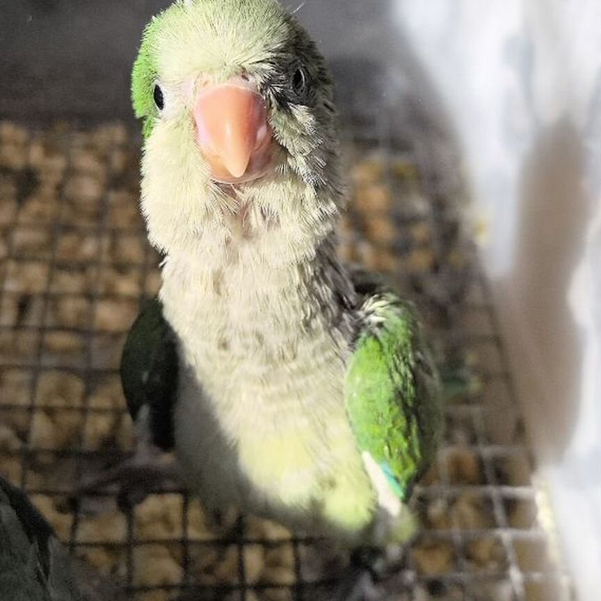 Попугай квакер монах калита ручной выкормыш птенец