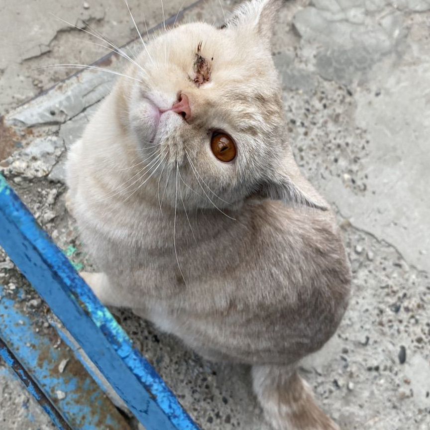 Заберите котика