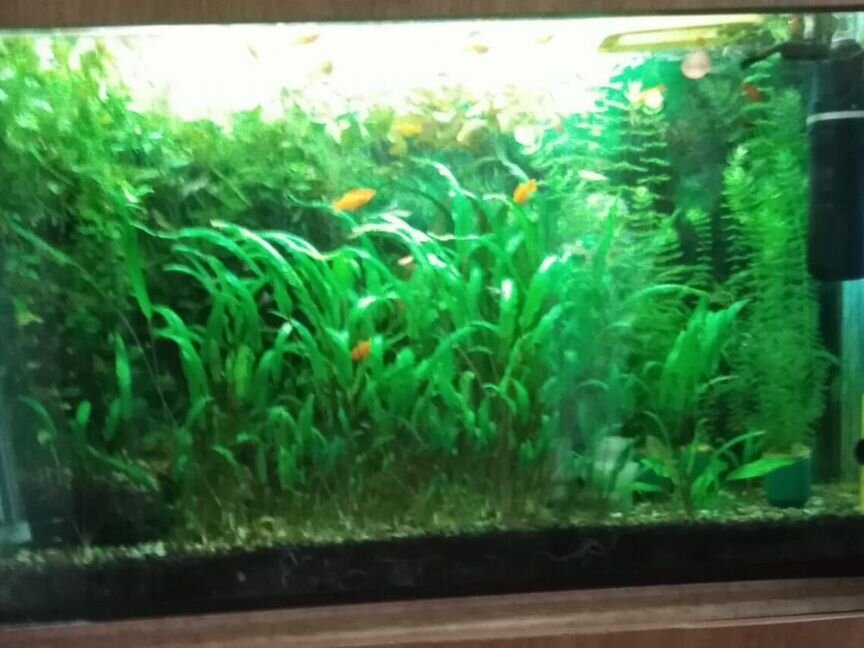 Креветки черные и красные. Рыбки