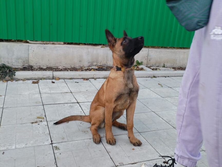 Бельгийская овчарка Малинуа рабочие линии