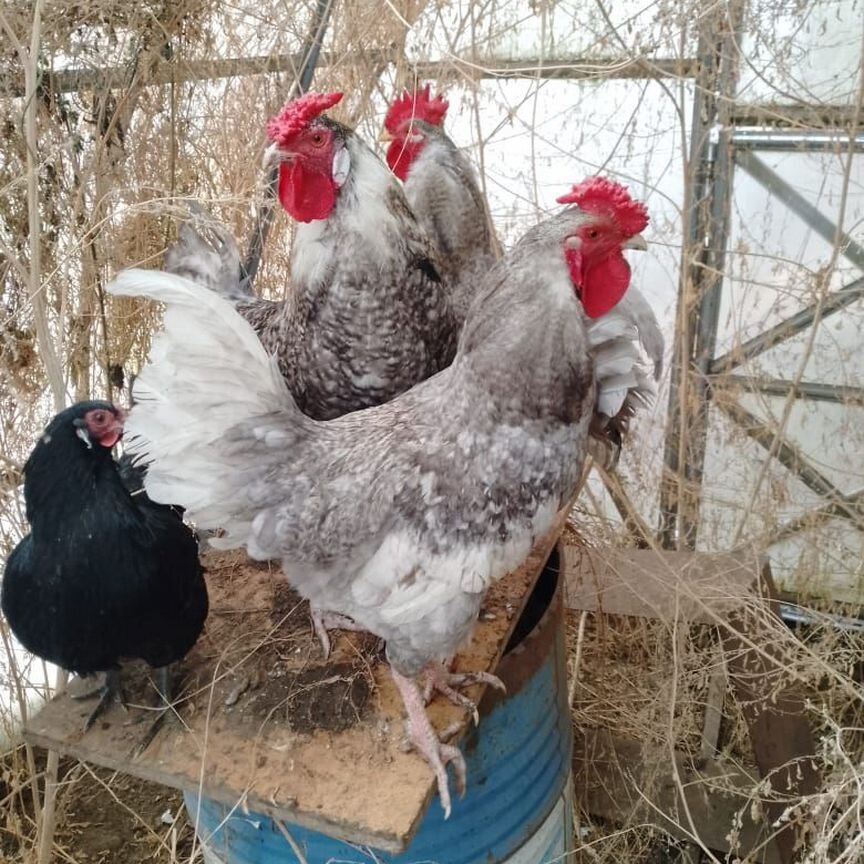 Молодые петухи
