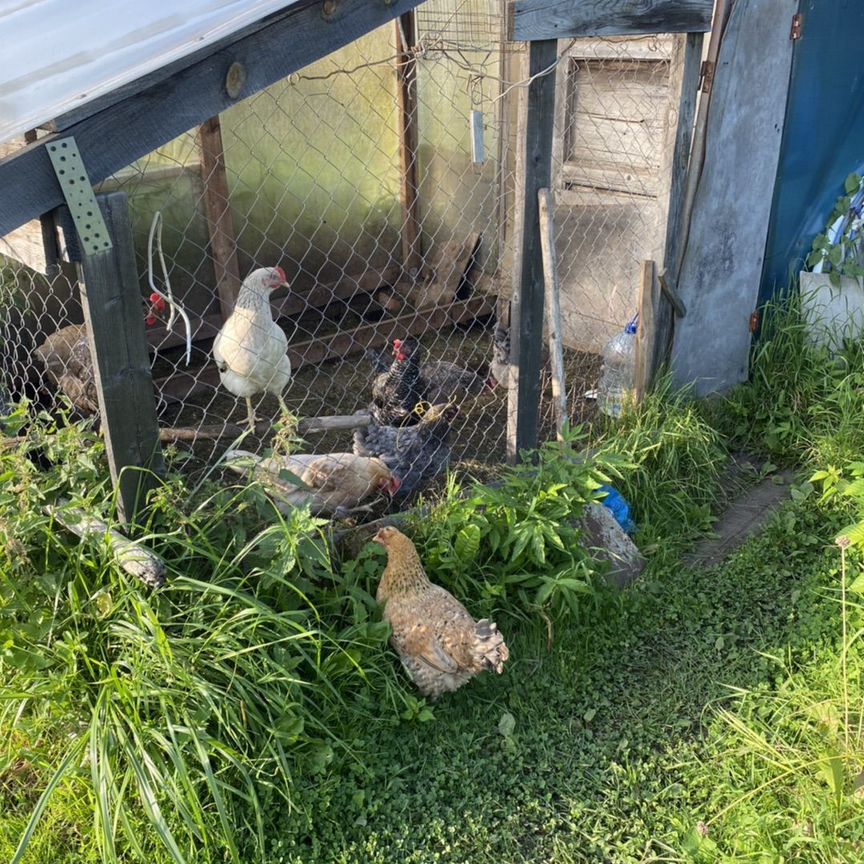 Куры молодки