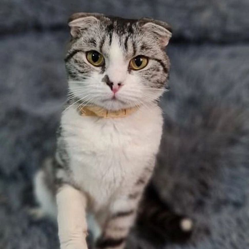 Кошка-красотка бесплатно