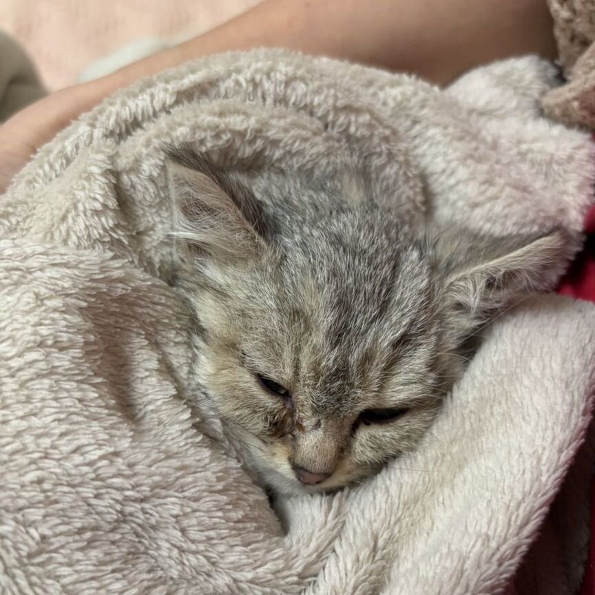 Котёнок в добрые руки