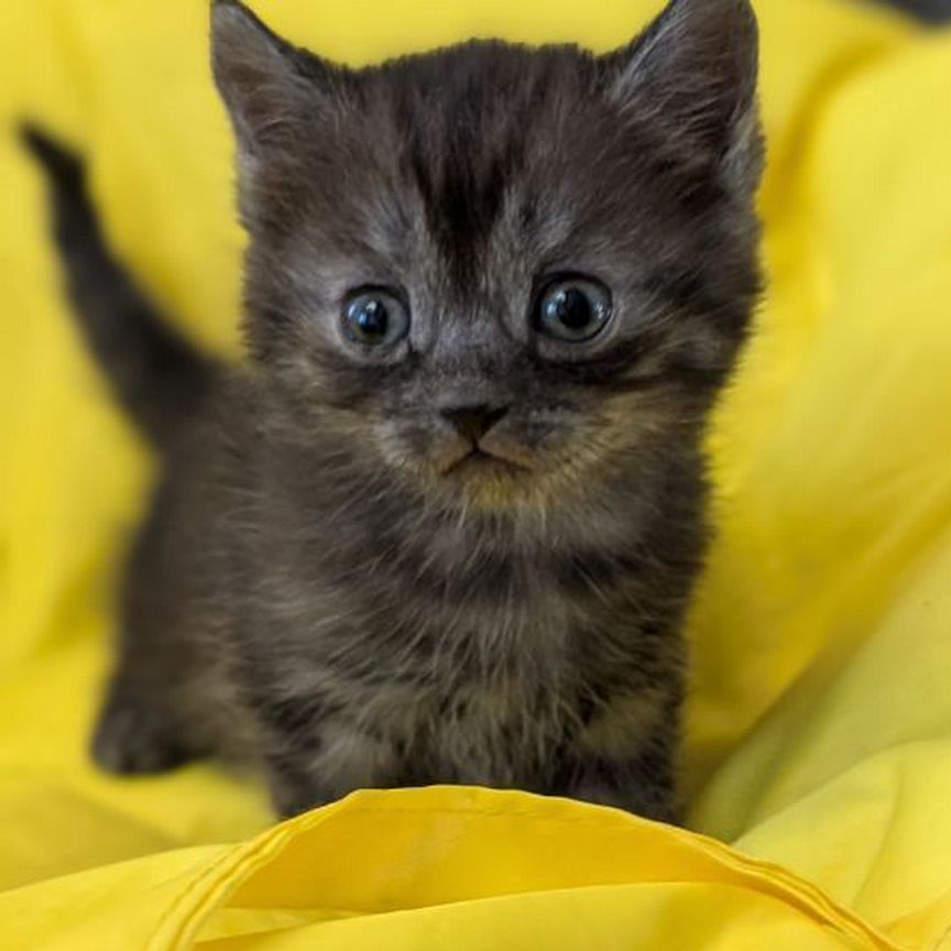 Британский короткошёрстный котёнок