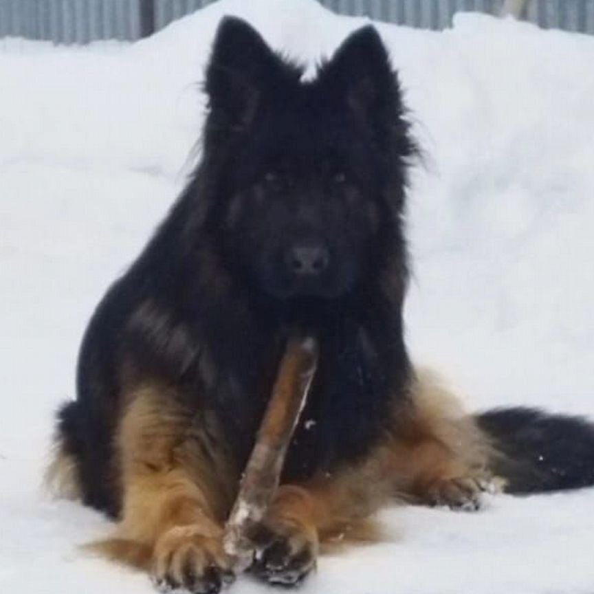 Немецкая овчарка, щенок