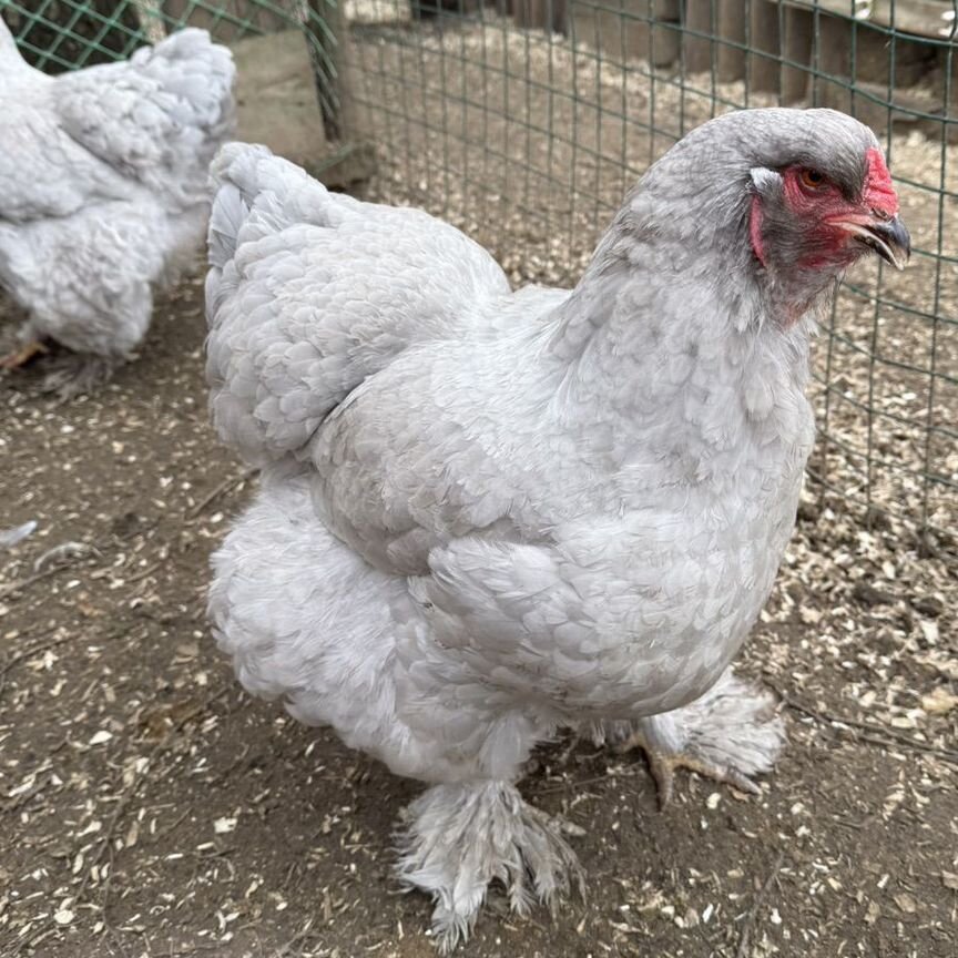 Куры брама инкуб яйцо