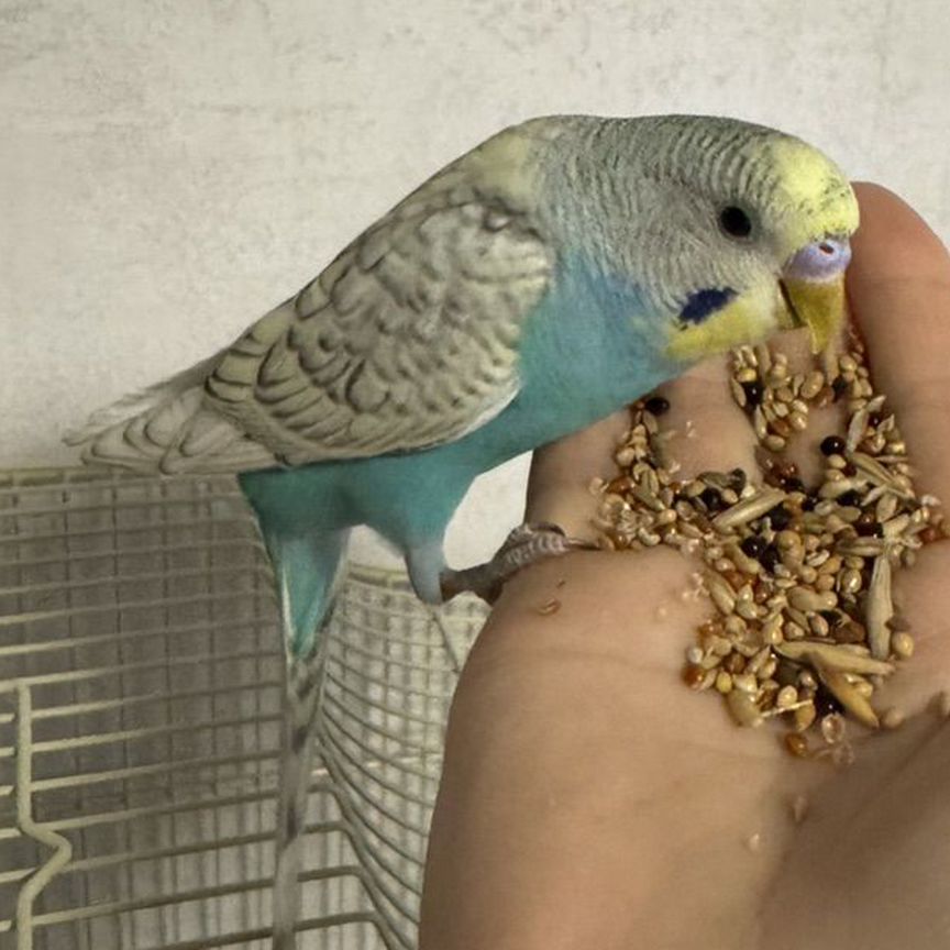 Волнистый попугай птенец